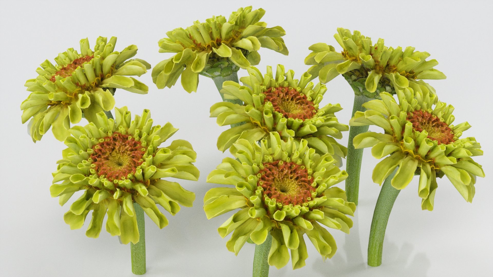 3D Green Elegant Zinnia Model - TurboSquid 1451633