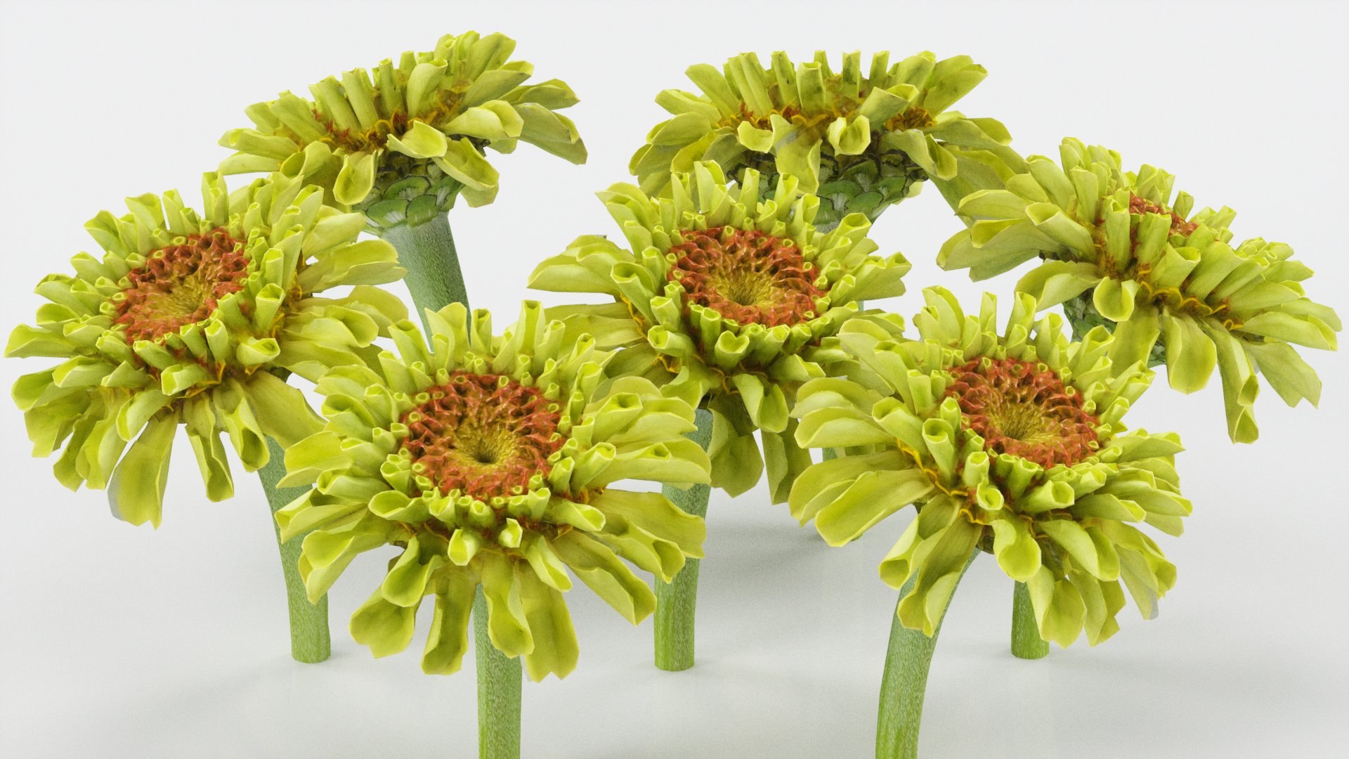 3D Green Elegant Zinnia Model - TurboSquid 1451633