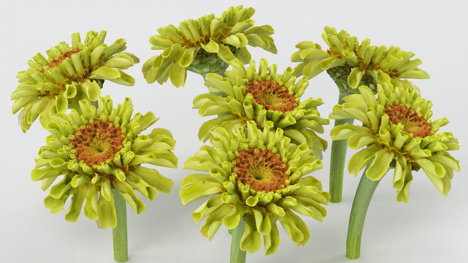 3D Green Elegant Zinnia Model - TurboSquid 1451633