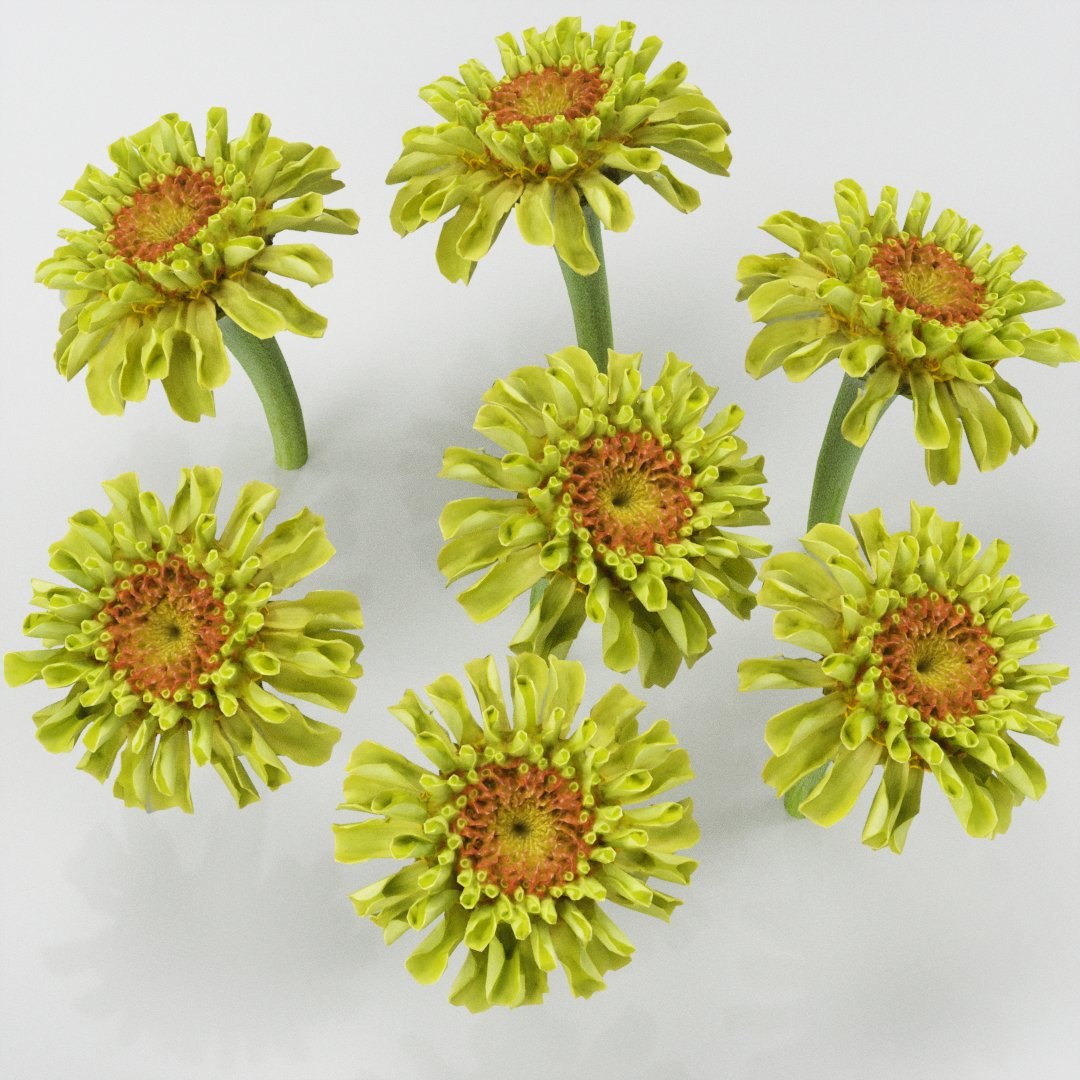 3D Green Elegant Zinnia Model - TurboSquid 1451633