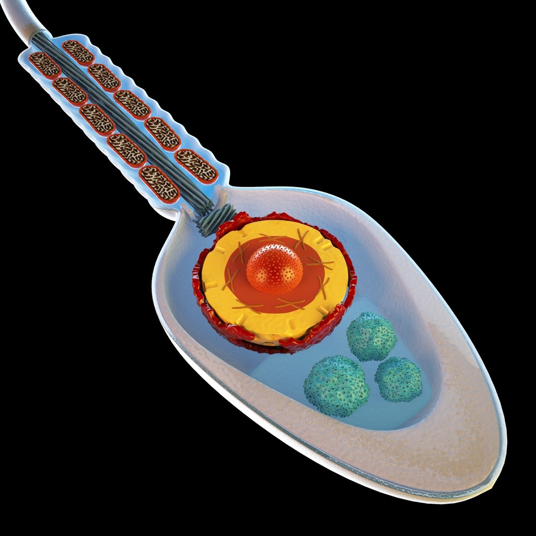 Human Sperm Cell 3d Model