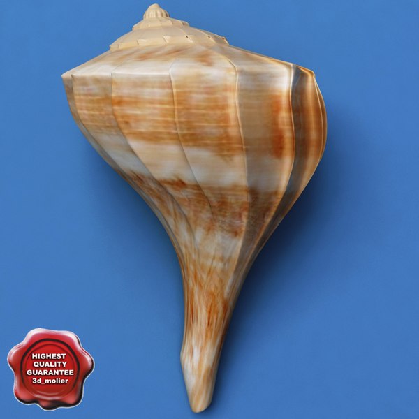 clam seashell 3d model
