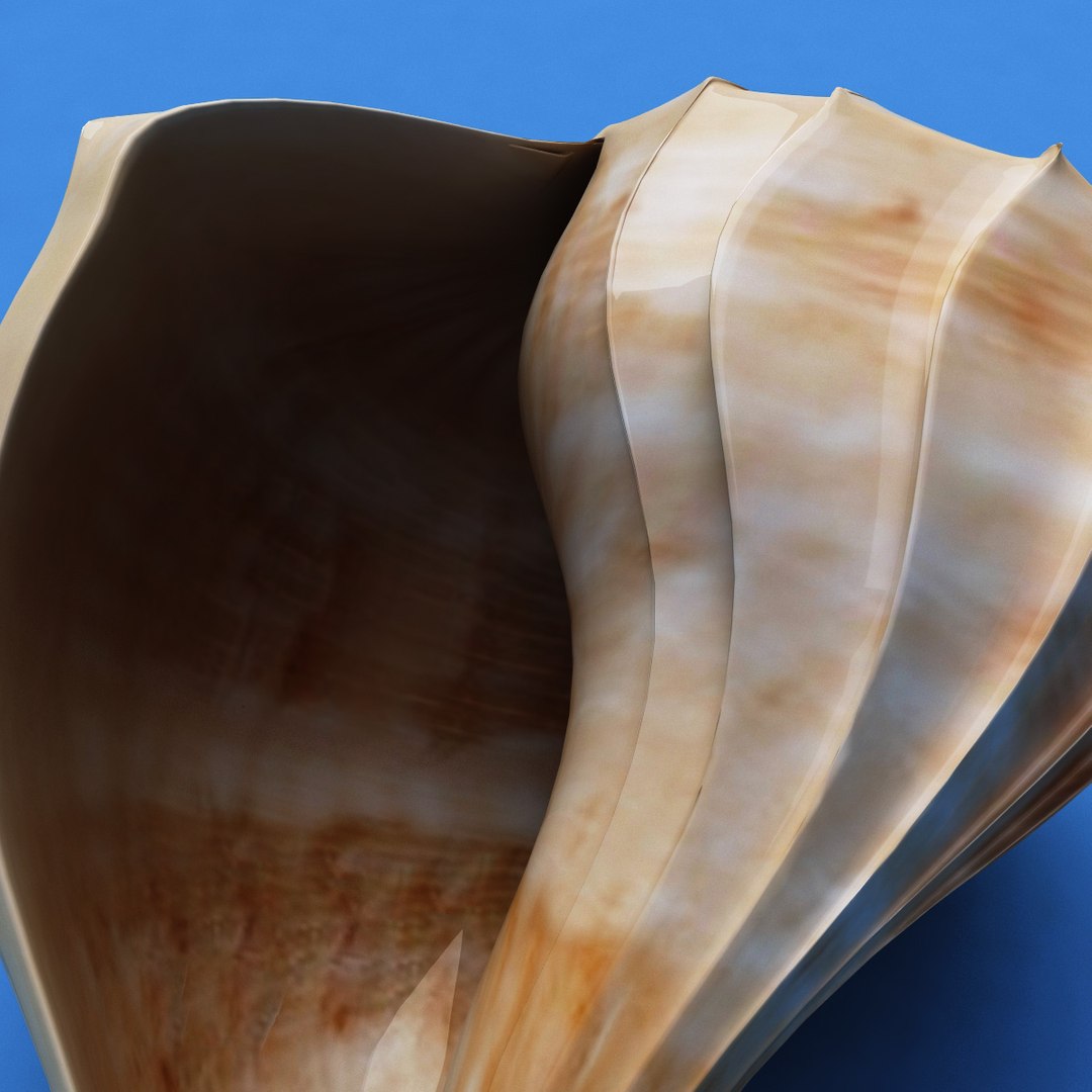 Seashell Left Opening Conch 3d Model