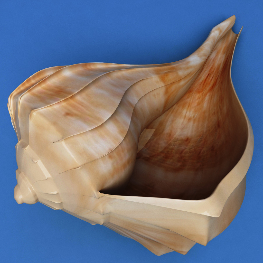 seashell left opening conch 3d model