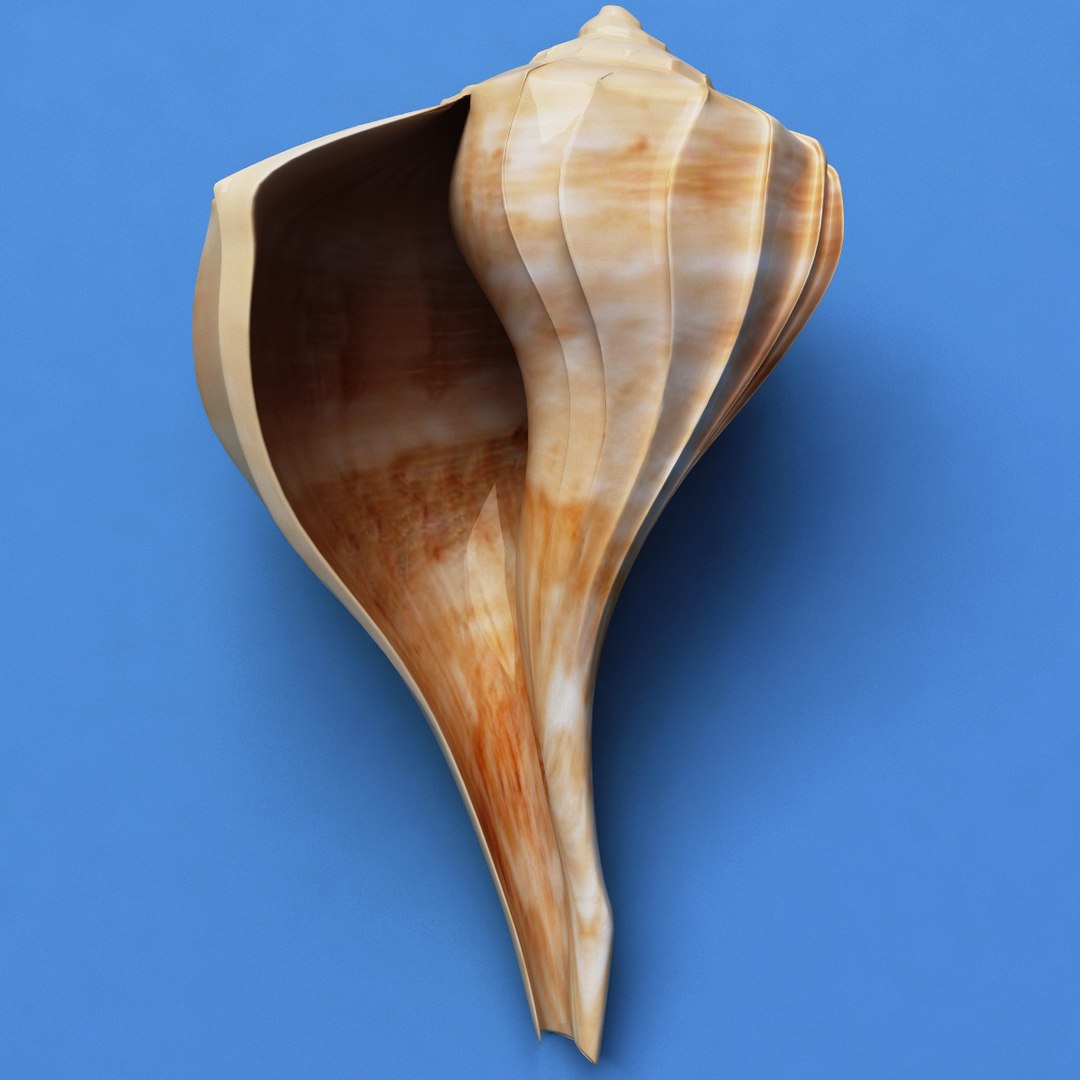 Seashell Left Opening Conch 3d Model