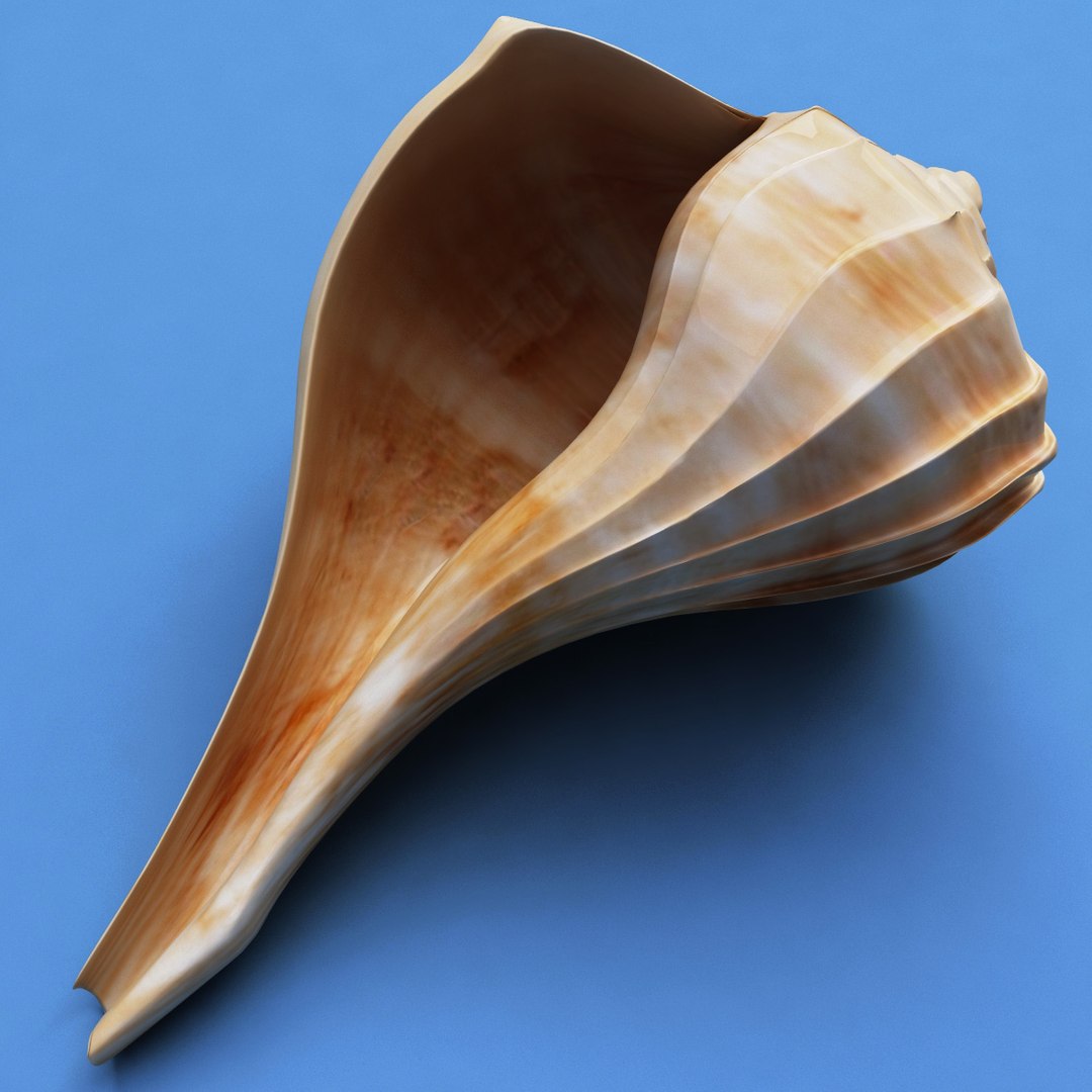 Seashell Left Opening Conch 3d Model