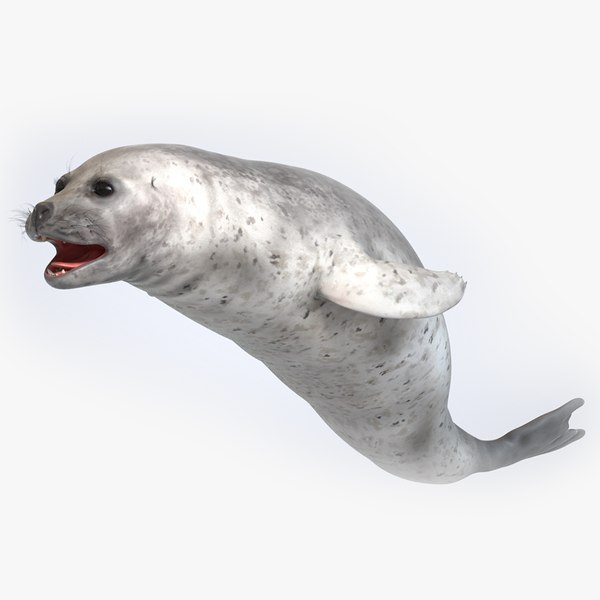3D Seal Models | TurboSquid