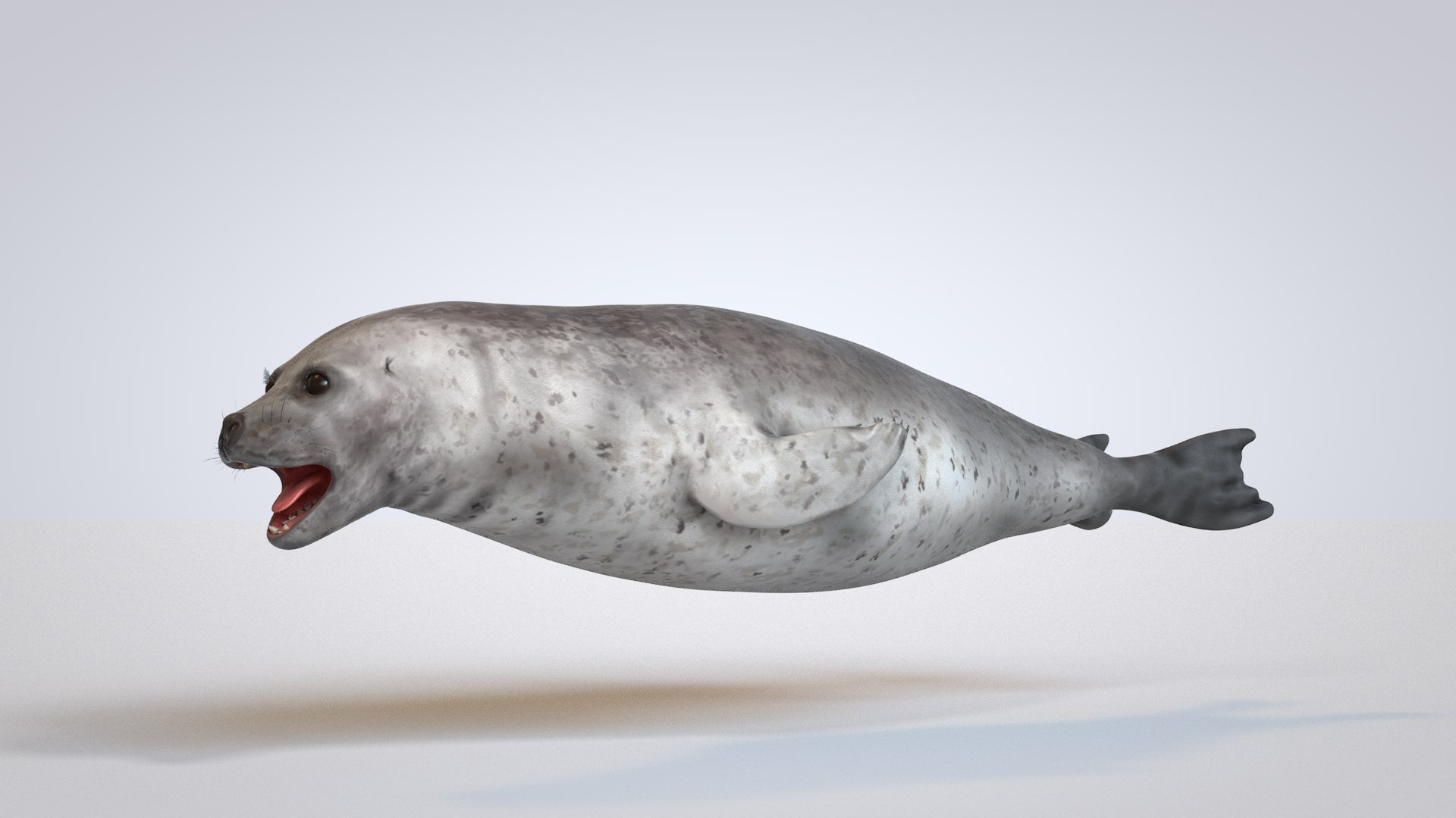 Seal 3D Model - TurboSquid 1471005