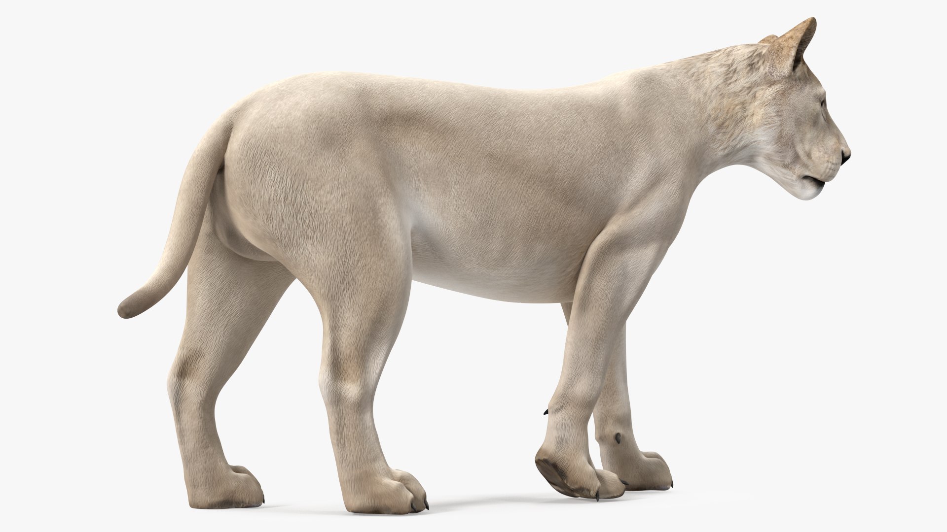 3D Young White Lion Rigged For Cinema 4D - TurboSquid 1761931