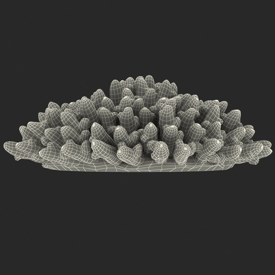 3d Acropora Coral