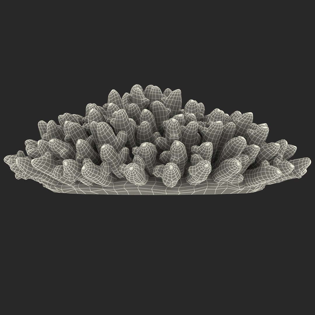 3d Acropora Coral