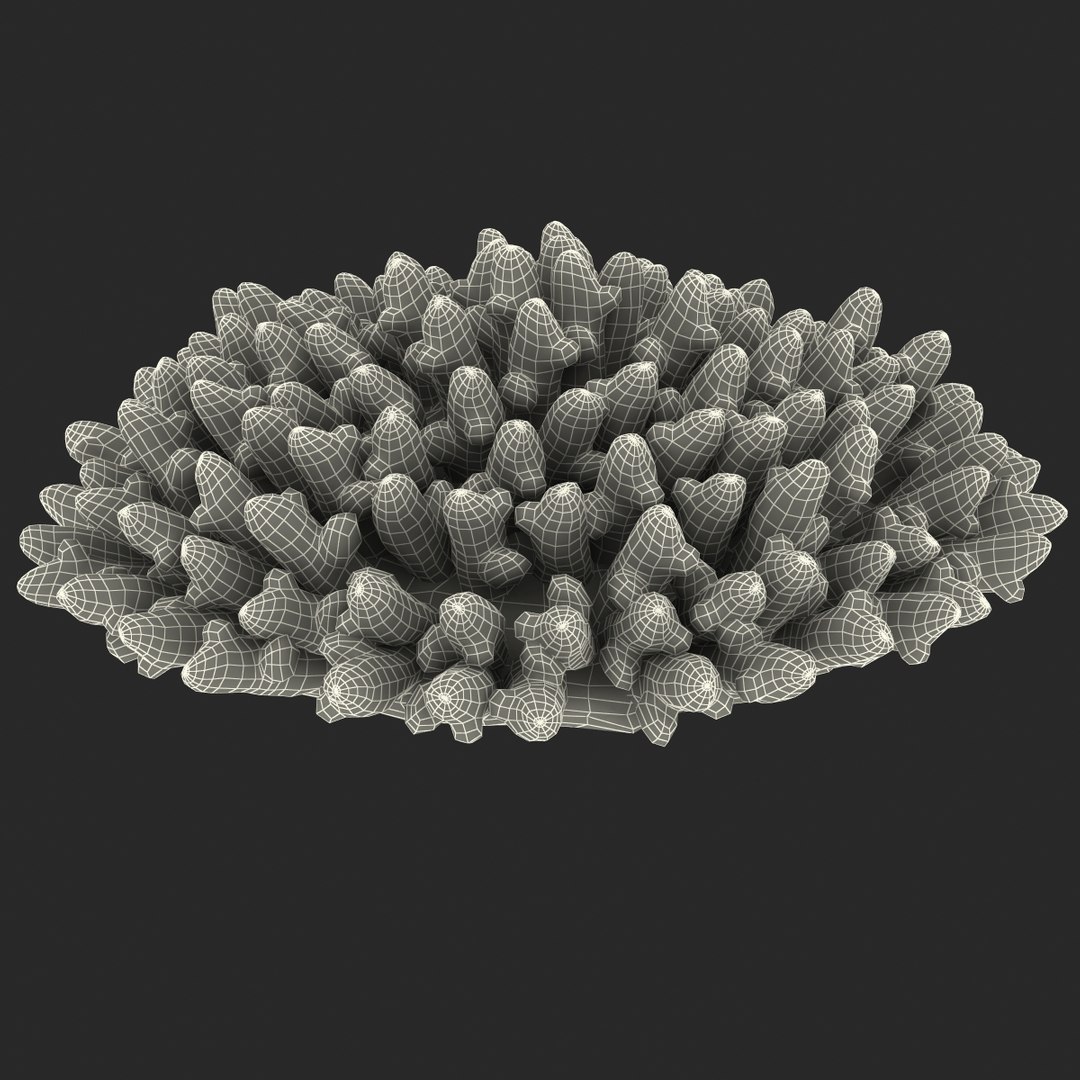 3d Acropora Coral
