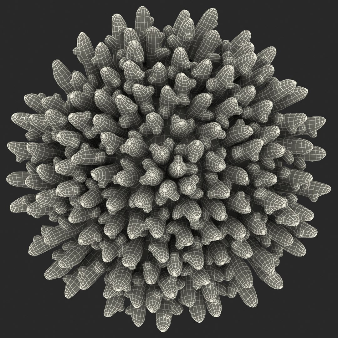 3d Acropora Coral