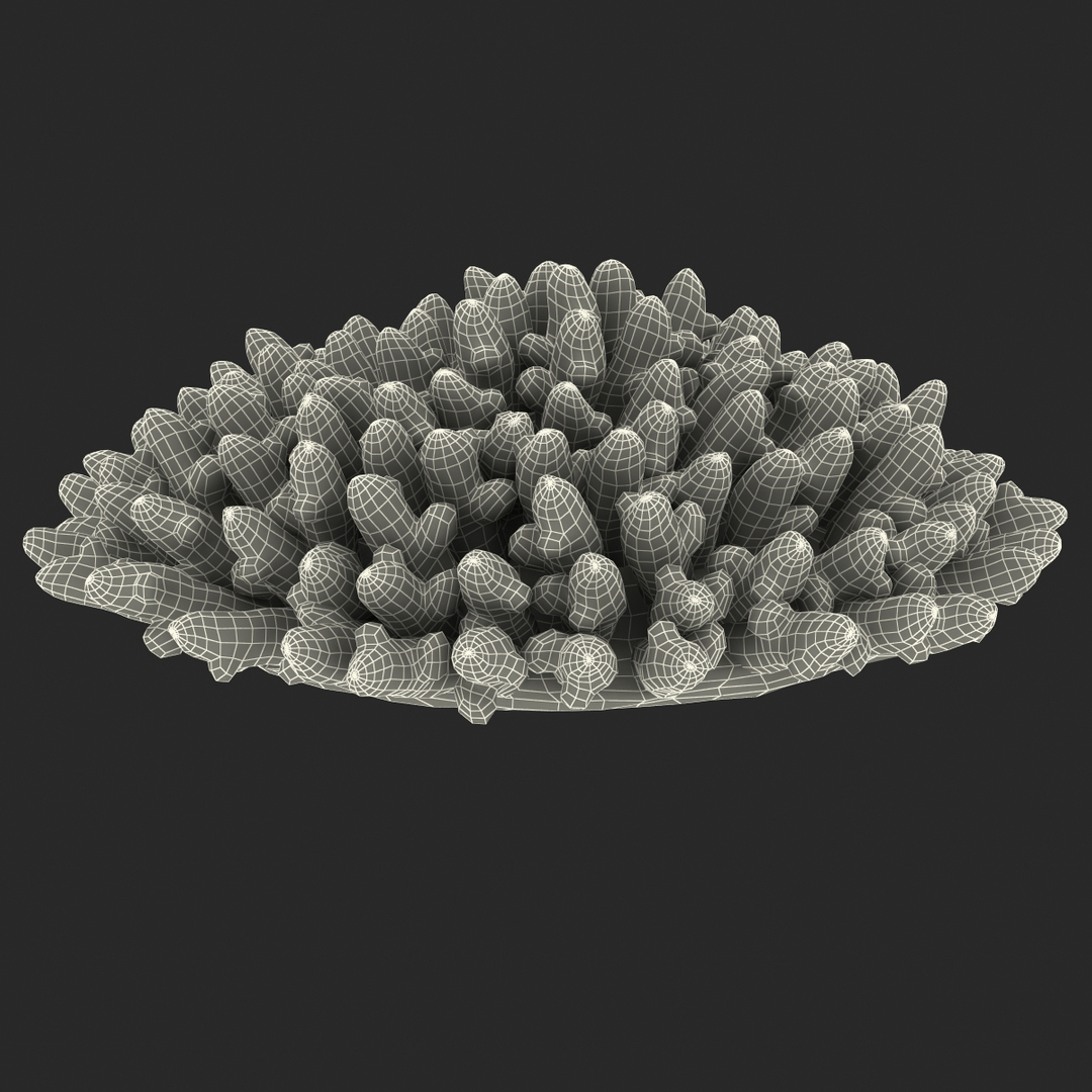 3d Acropora Coral