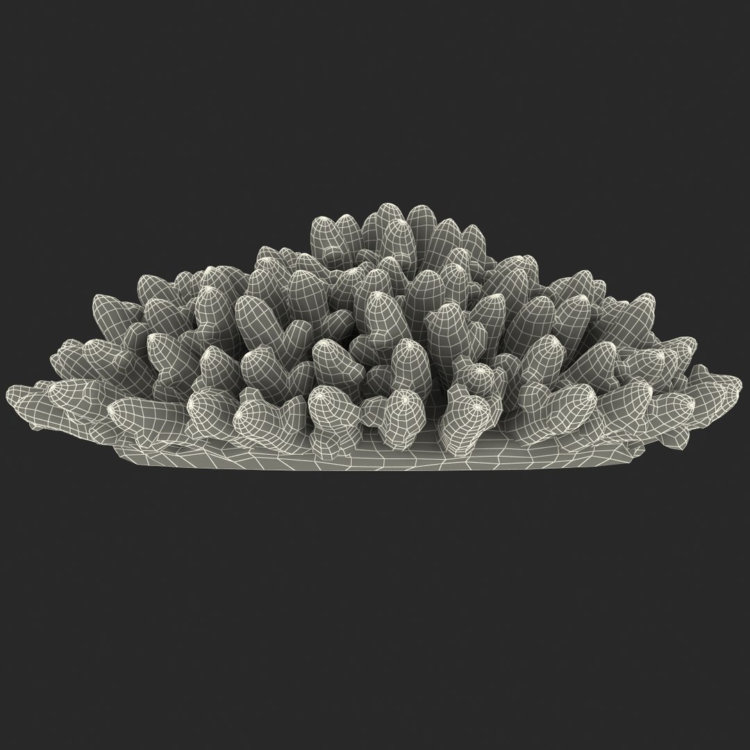 3d Acropora Coral