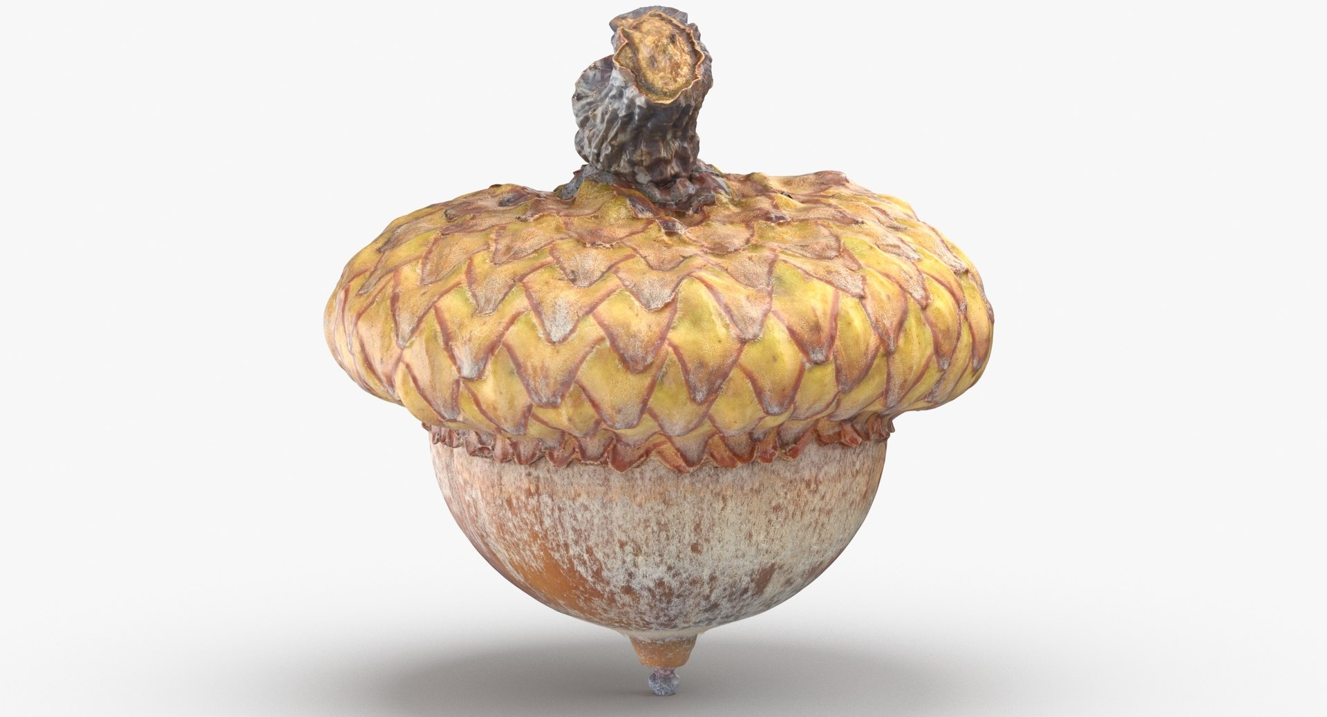 3D model Acorns and Walnut Collection 01 - 3 models - TurboSquid 1885966