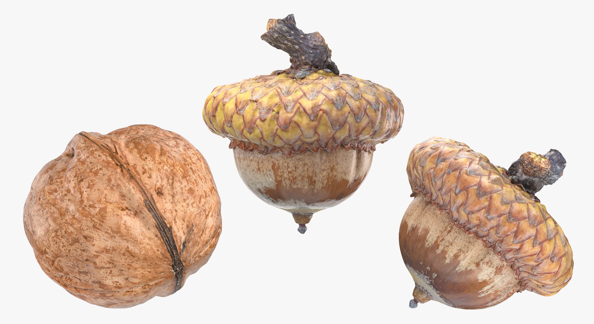 3D model Acorns and Walnut Collection 01 - 3 models - TurboSquid 1885966