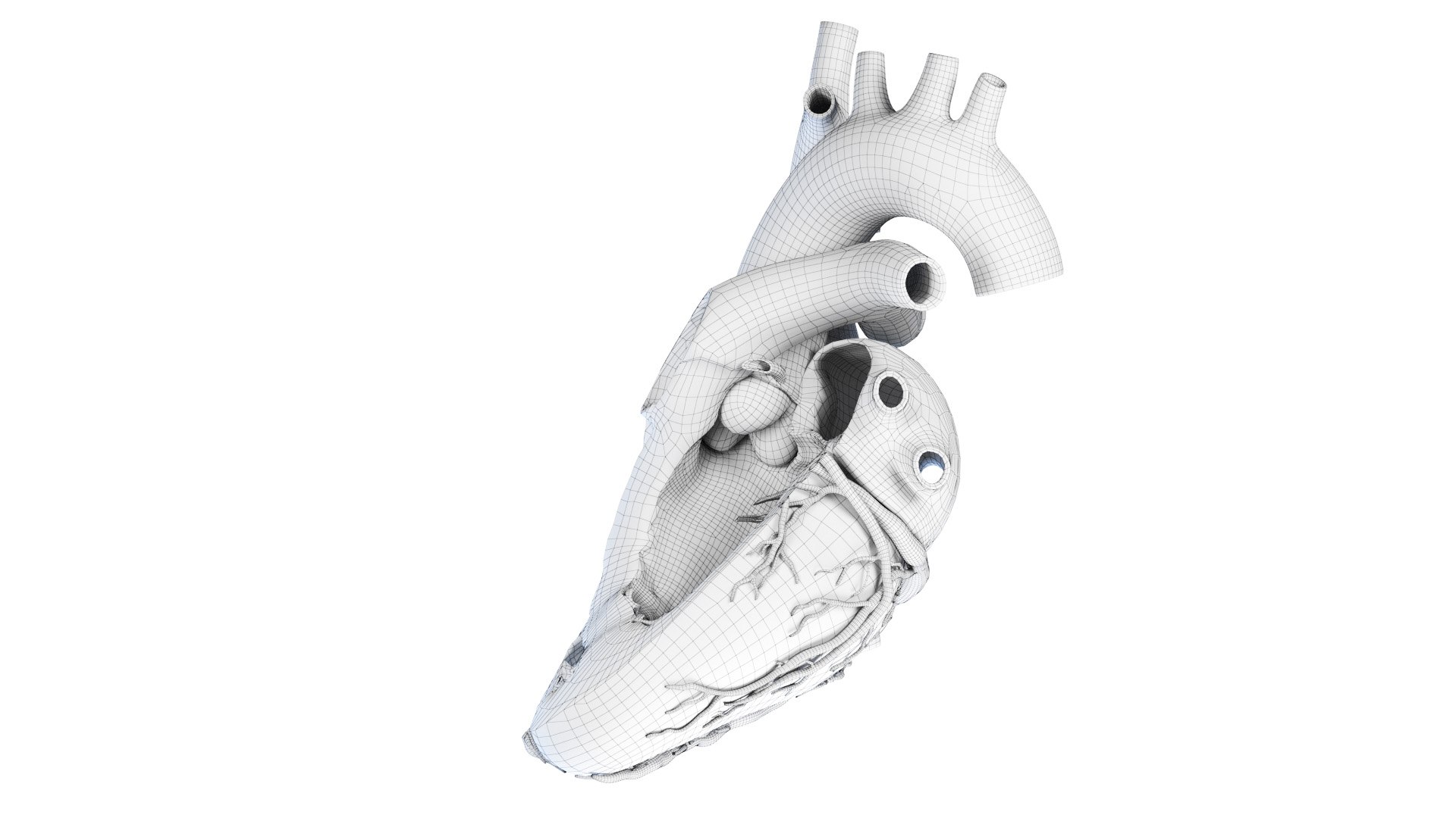 3D Heart Cross Section Anterior Animated - TurboSquid 2056698