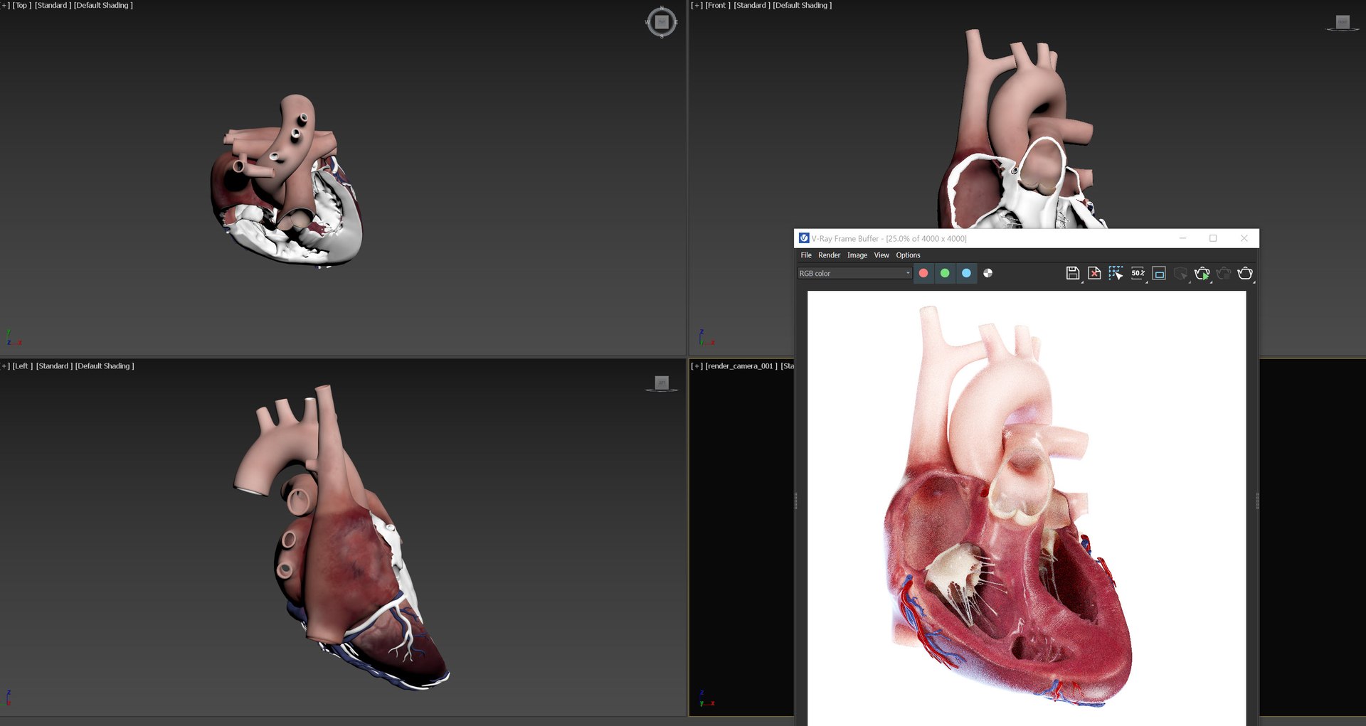 3D Heart Cross Section Anterior Animated - TurboSquid 2056698