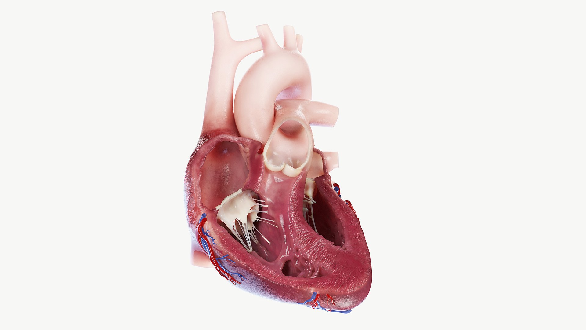 Heart Cross Section Anterior Animated Model 3D - TurboSquid 2056698