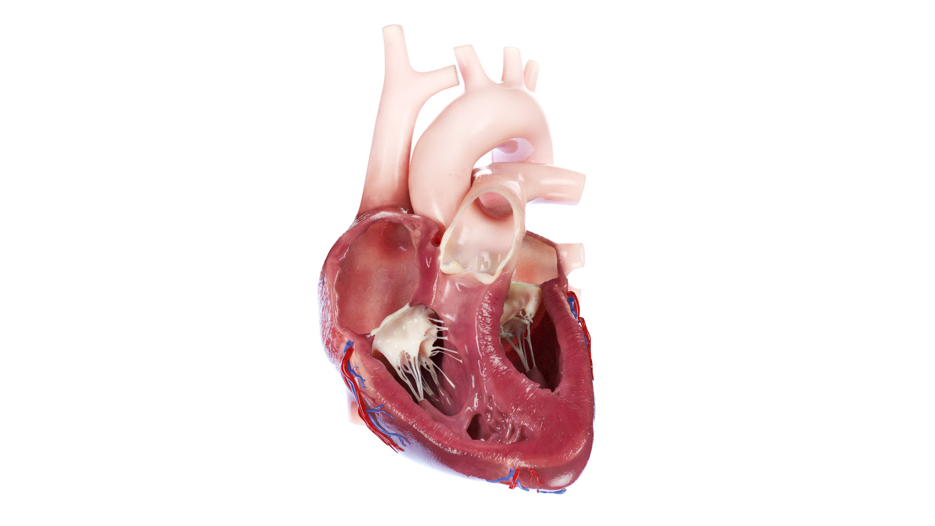 3D Heart Cross Section Anterior Animated - TurboSquid 2056698