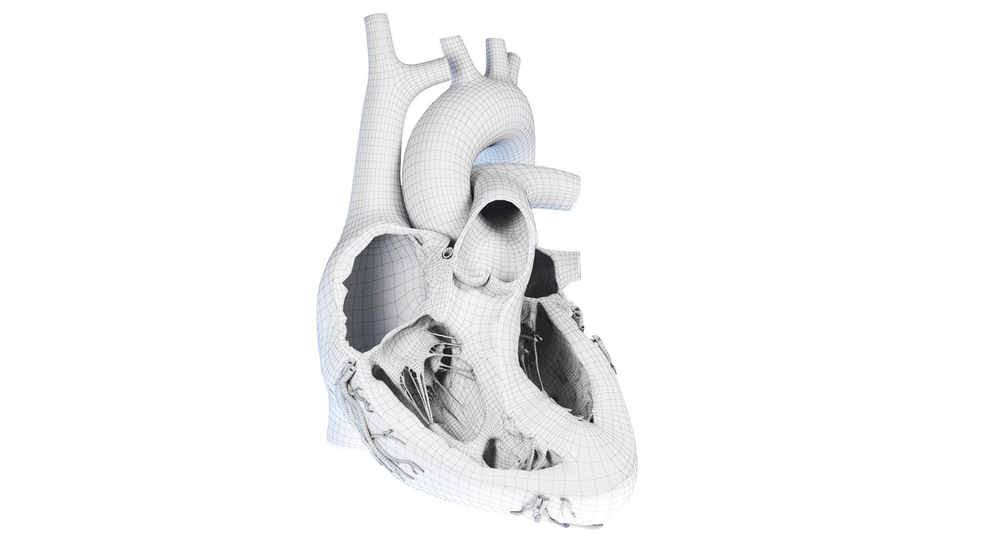 3D Heart Cross Section Anterior Animated - TurboSquid 2056698