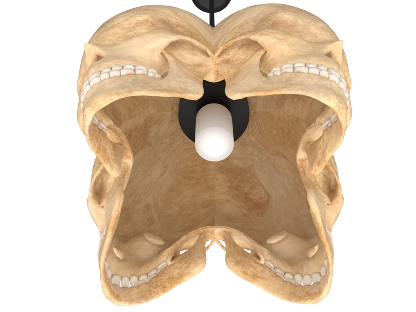 3D Skull Lamp model - TurboSquid 1831552