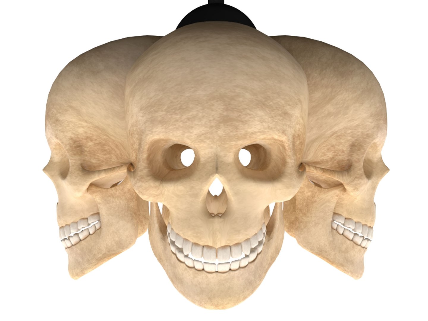 3D Skull Lamp model - TurboSquid 1831552