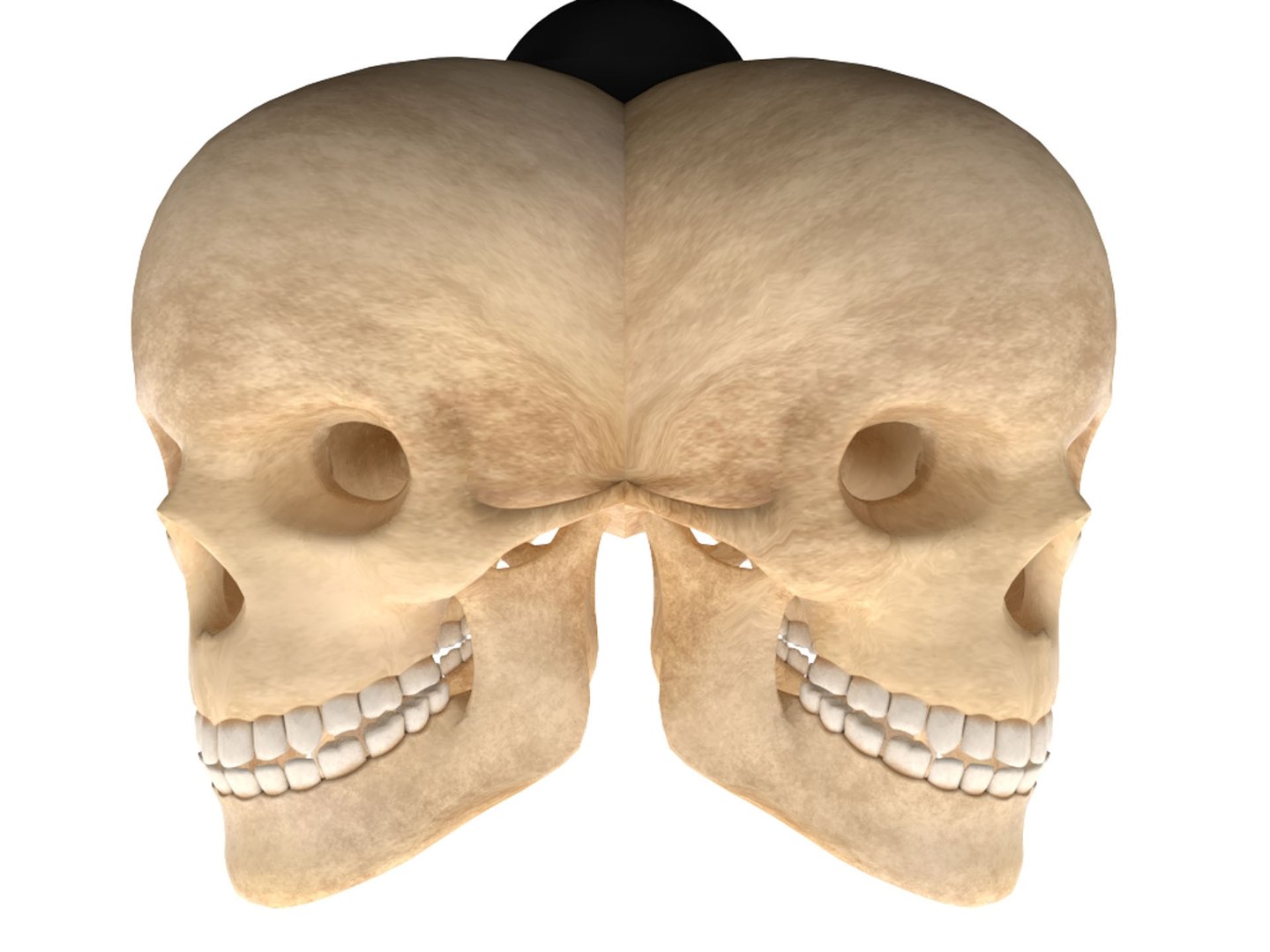 3D Skull Lamp model - TurboSquid 1831552