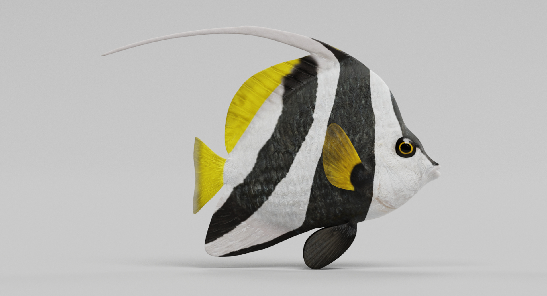 Longfin bannerfish 3D model - TurboSquid 1250108