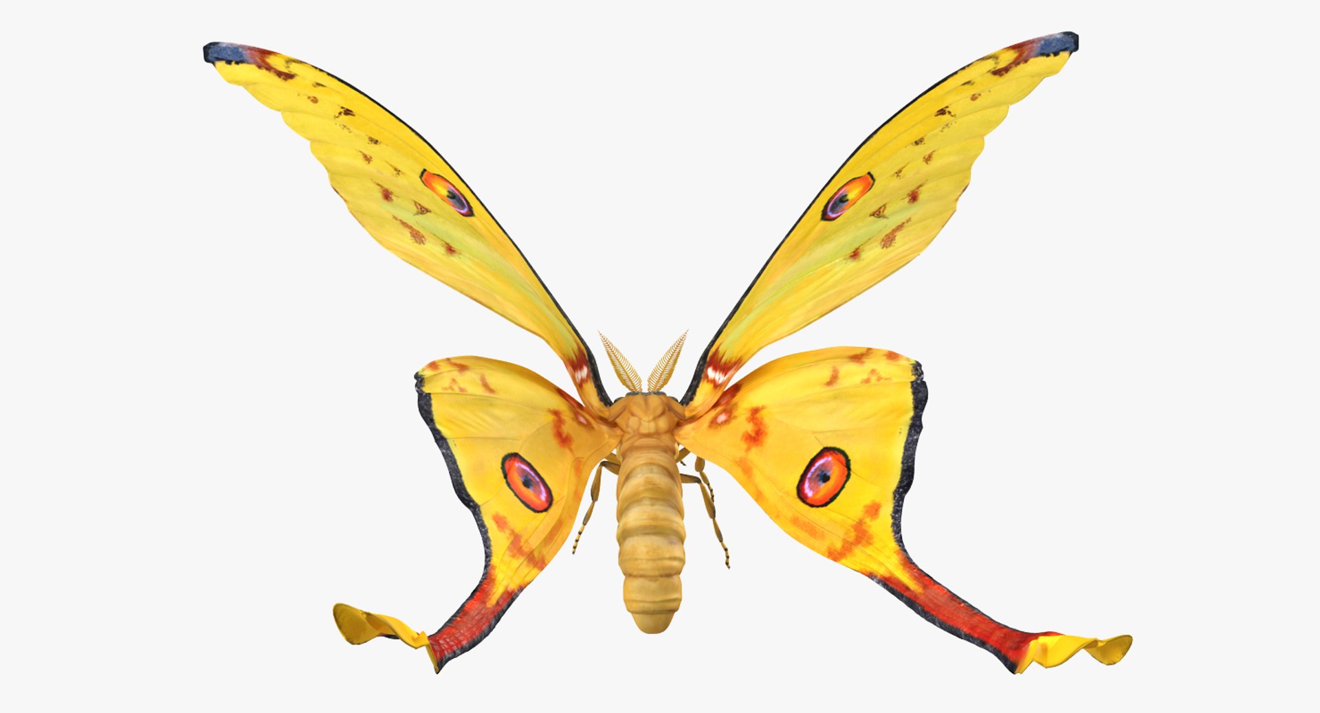 3d Model Comet Moth Flying Pose