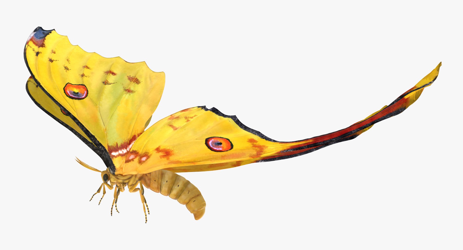 3d Model Comet Moth Flying Pose