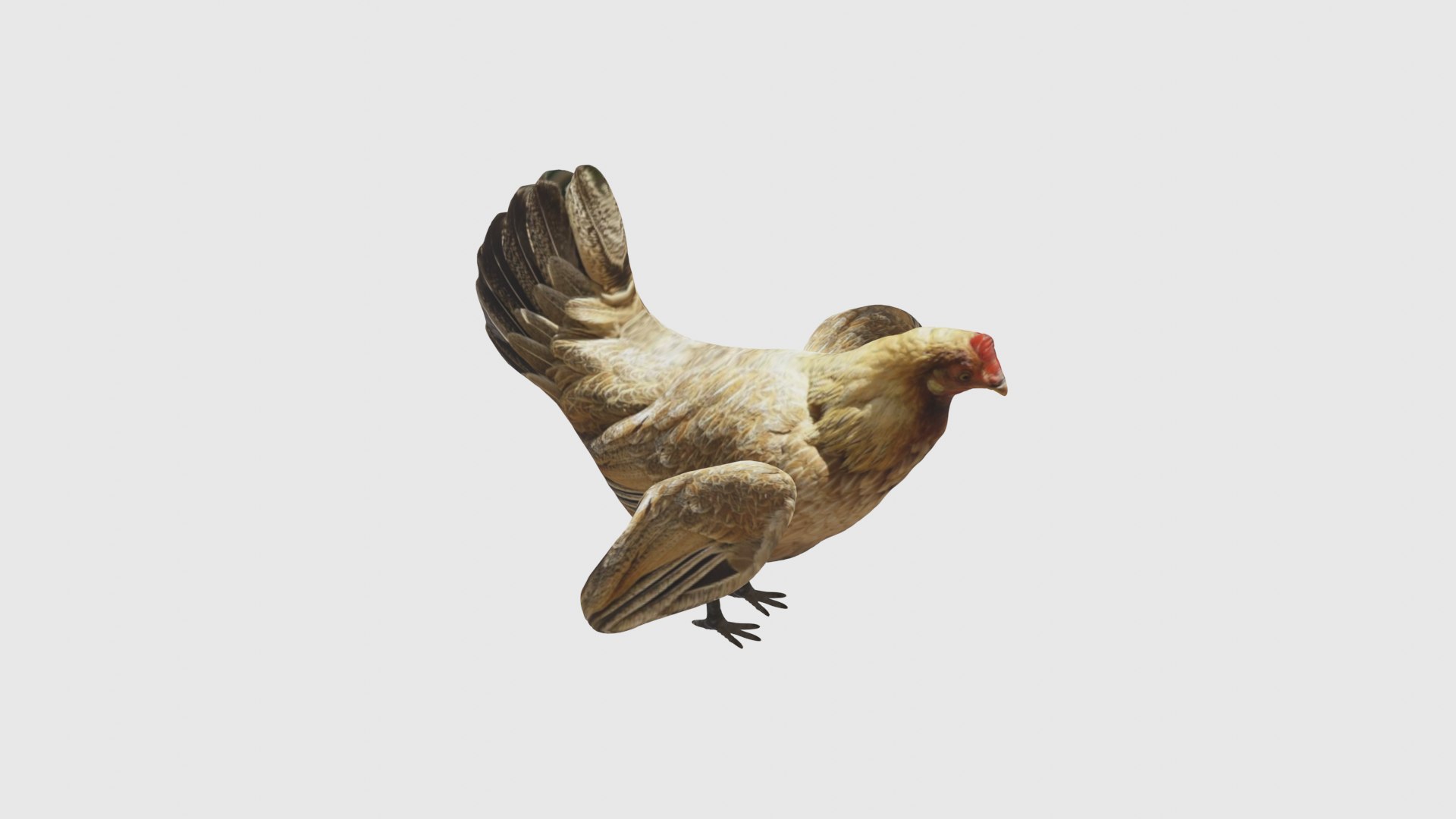 Low Poly Chicken Rigged With Realistic Texture 3D Model - TurboSquid ...