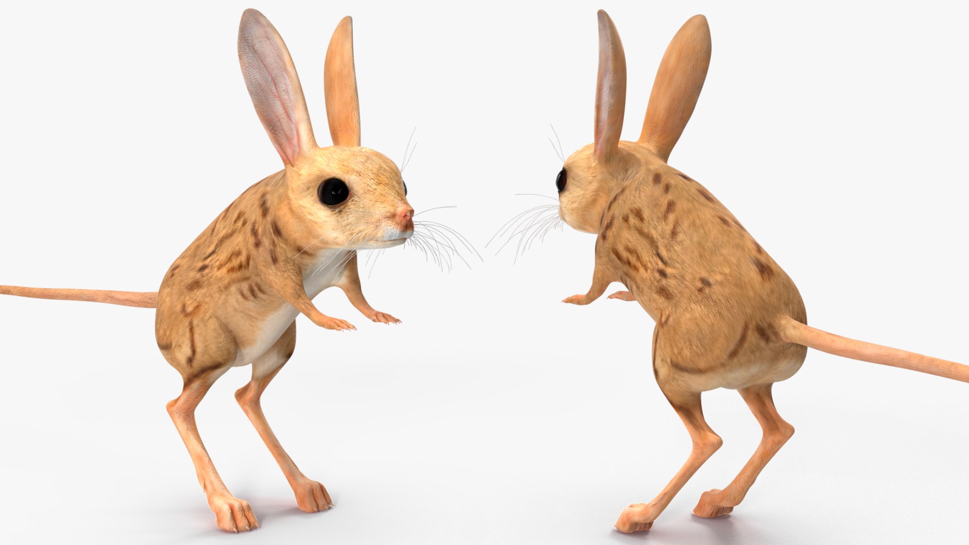 3D Allactaga Tetradactyla - TurboSquid 2197470