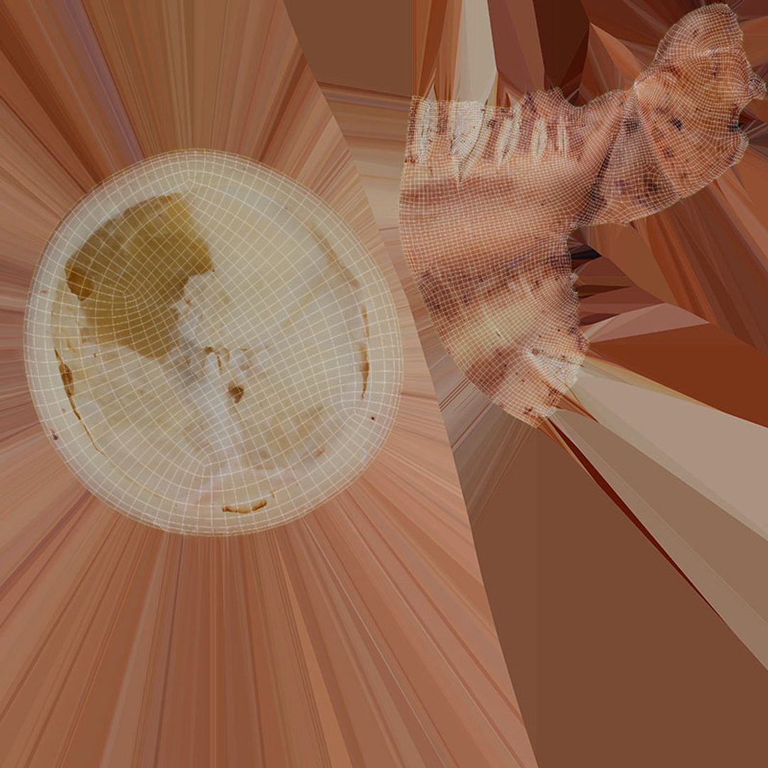 Grilled Squid Collection 3D Model - TurboSquid 2195040