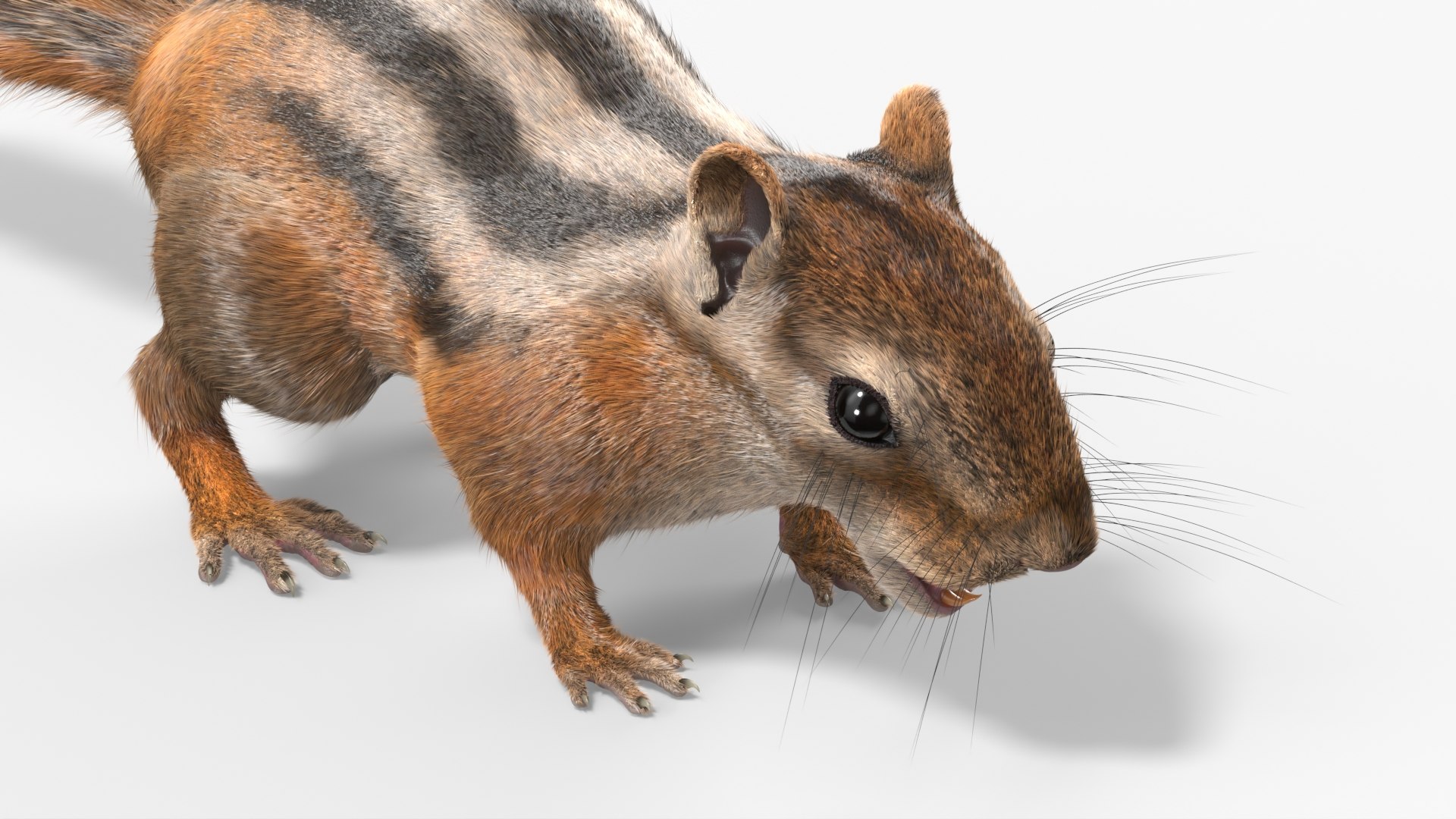 Forest Rodent Chipmunk Fur 3D Model - TurboSquid 2435130
