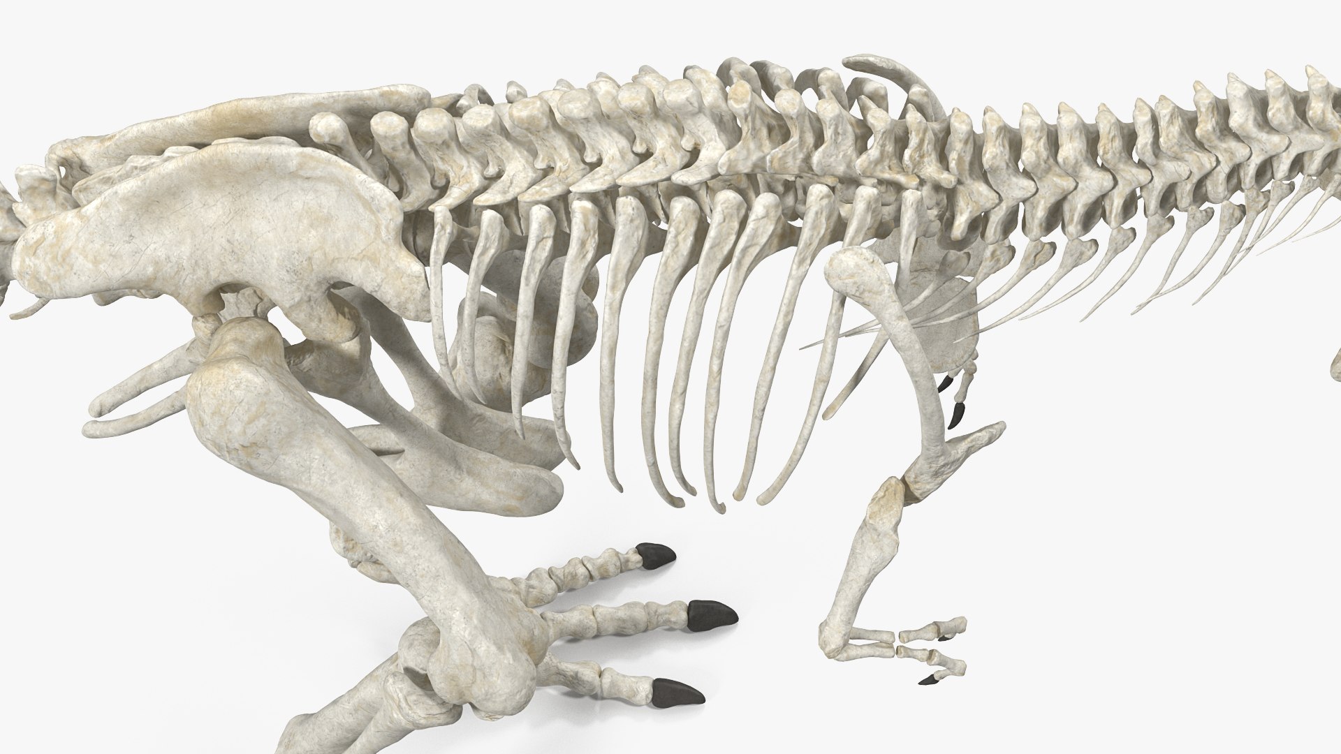 Tyrannosaurus Rex Skeleton 3D Model - TurboSquid 1479999