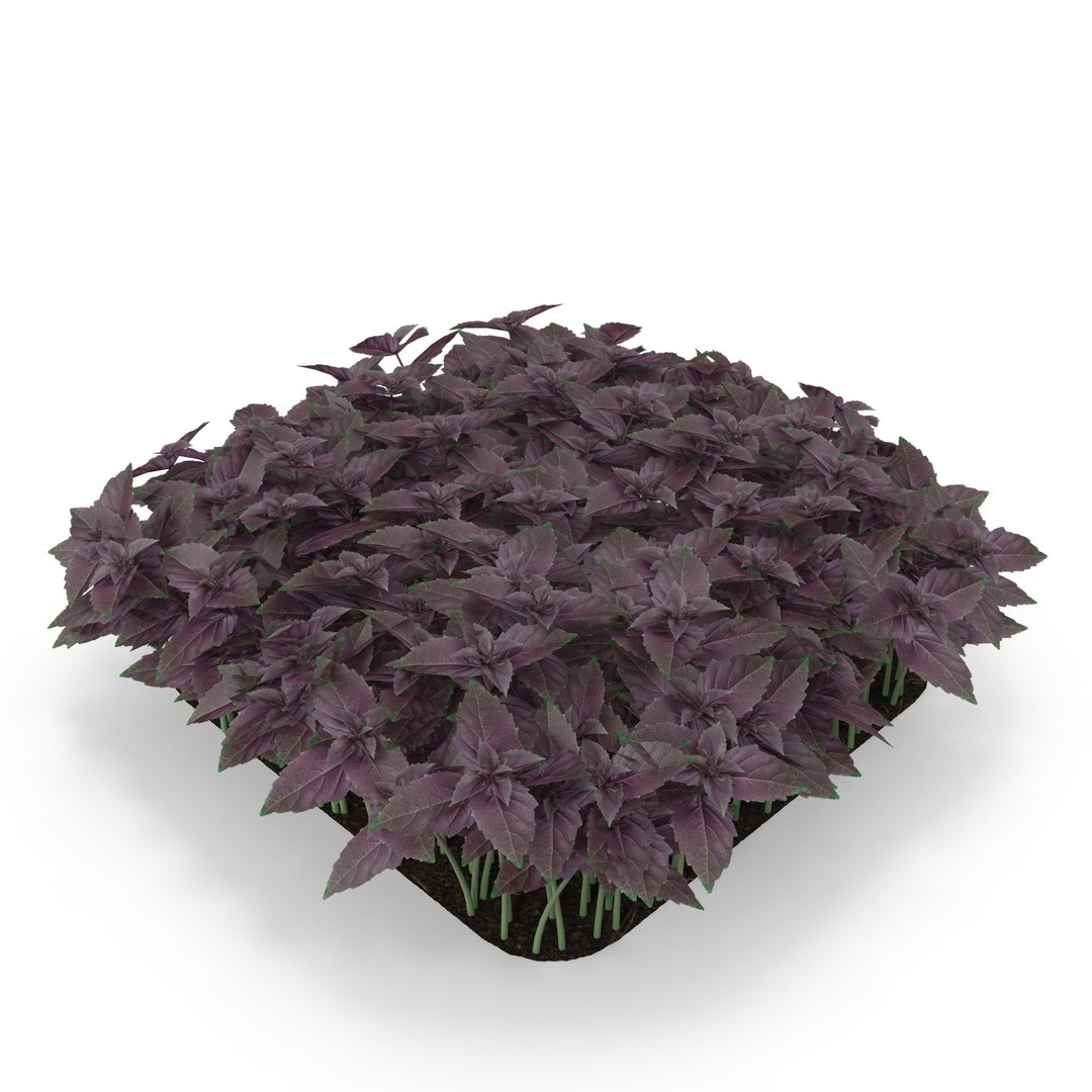 Opal basil model - TurboSquid 1563405