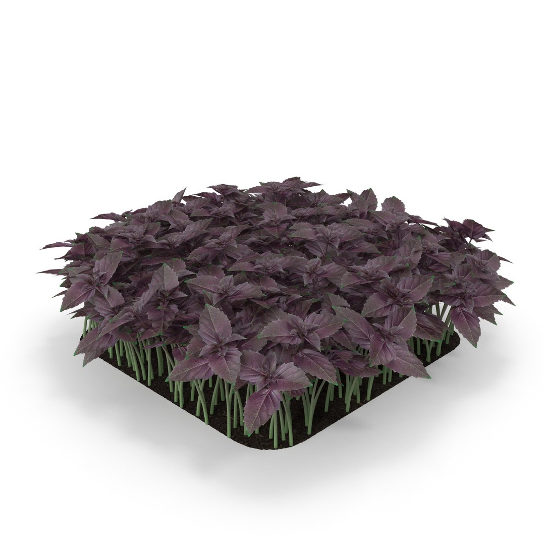 Opal basil model - TurboSquid 1563405