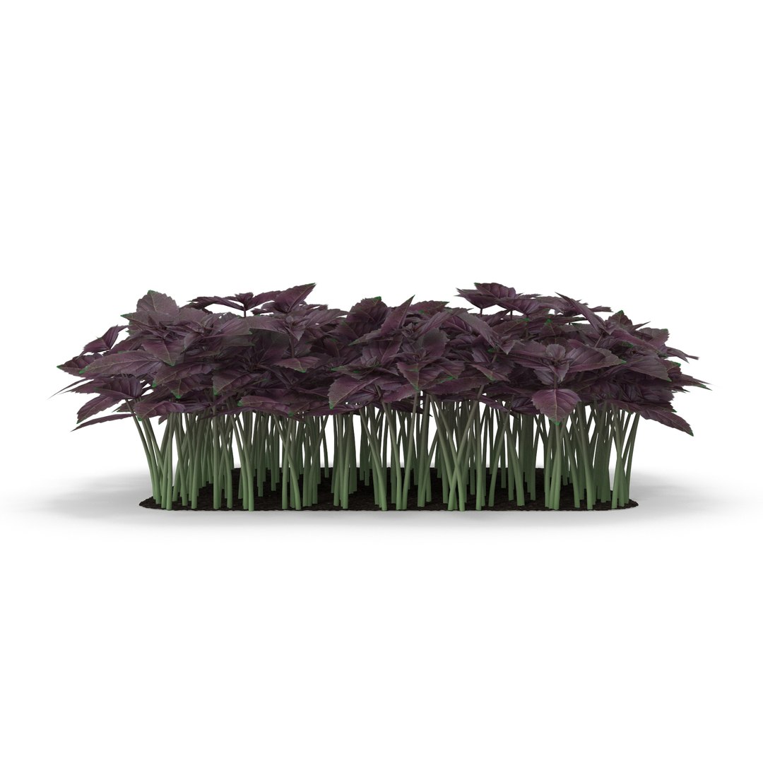 Opal basil model - TurboSquid 1563405