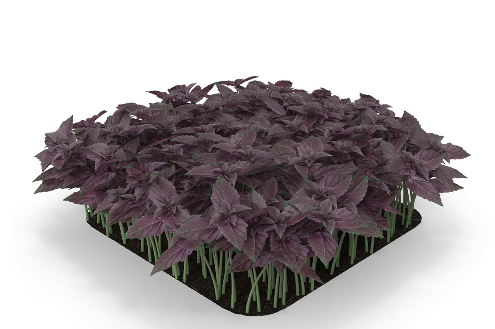 Opal basil model - TurboSquid 1563405