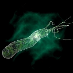 Helicobacter Pylori 3D Models for Download | TurboSquid