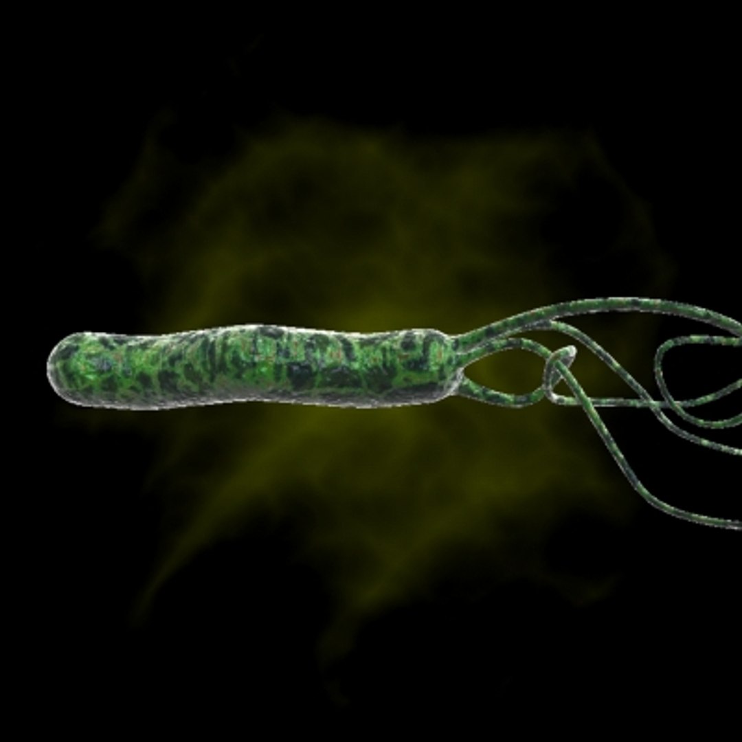 helicobacter pylori max