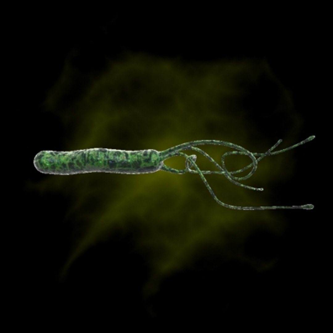 helicobacter pylori max