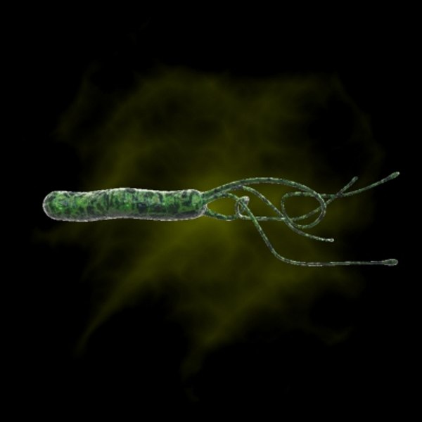 helicobacter pylori max