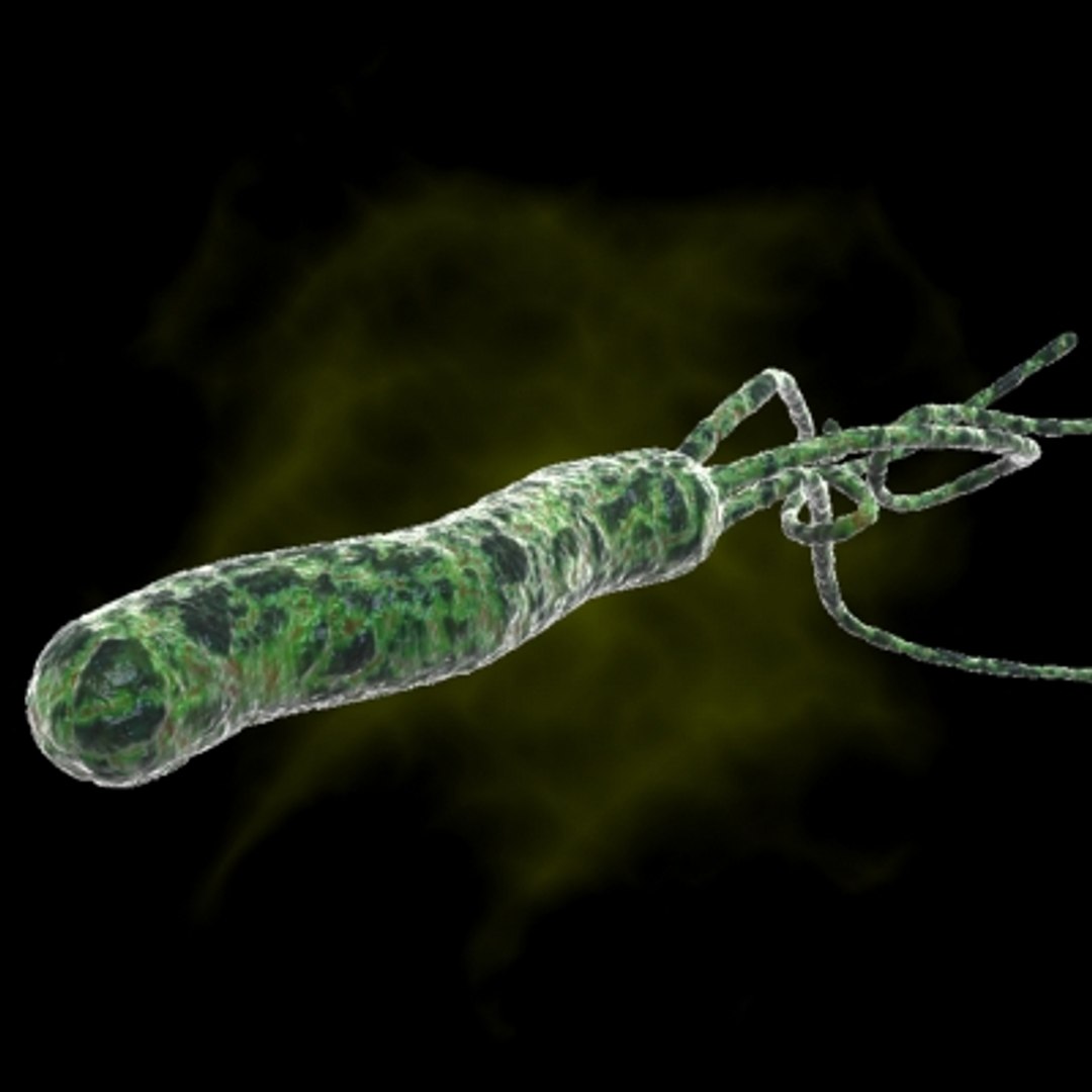 helicobacter pylori max