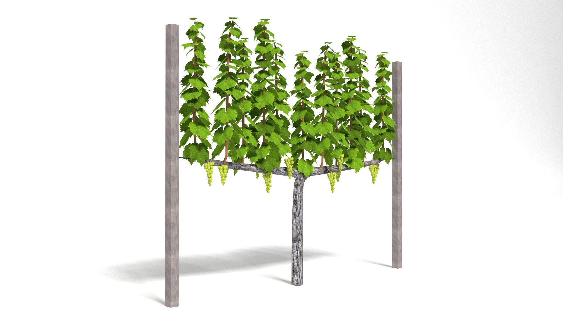 Vineyard 3D Model - TurboSquid 1790393