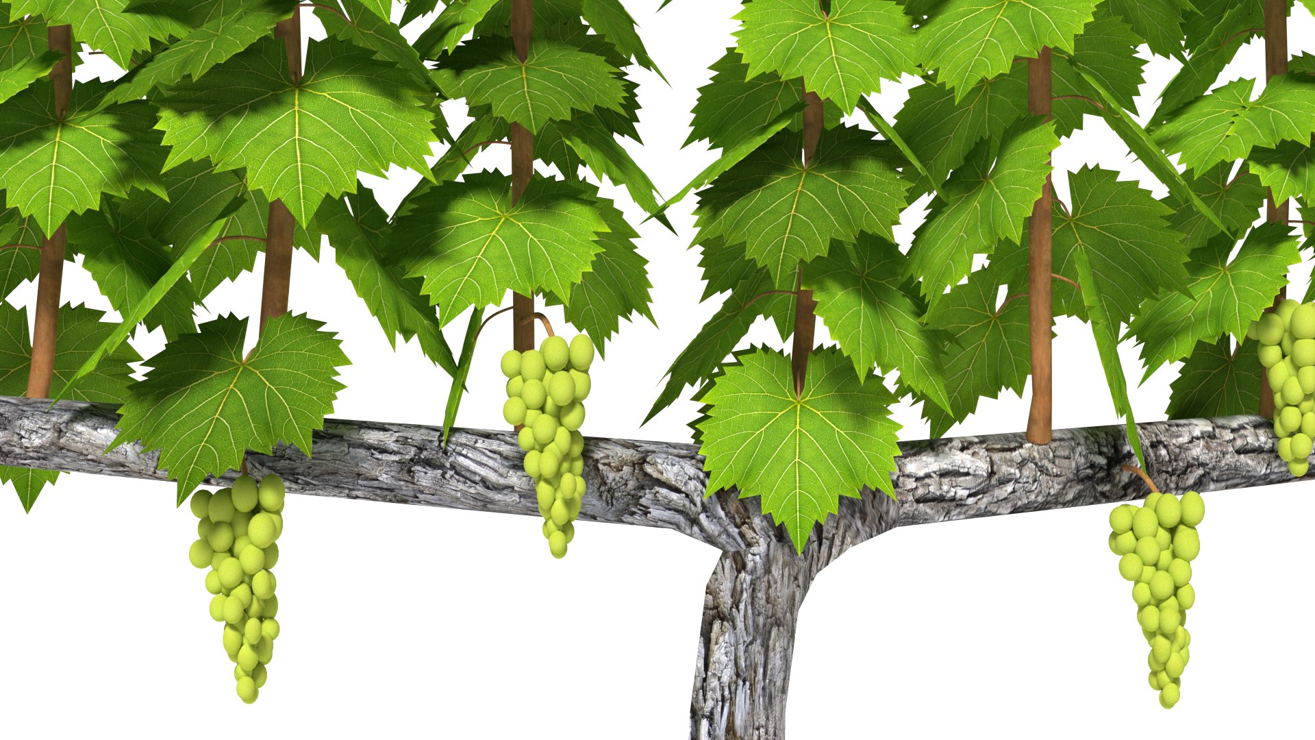 Vineyard 3D Model - TurboSquid 1790393