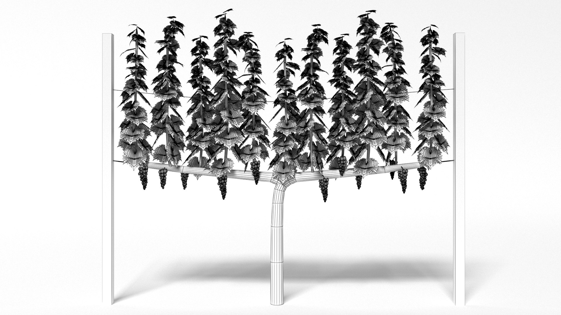 Vineyard 3D Model - TurboSquid 1790393