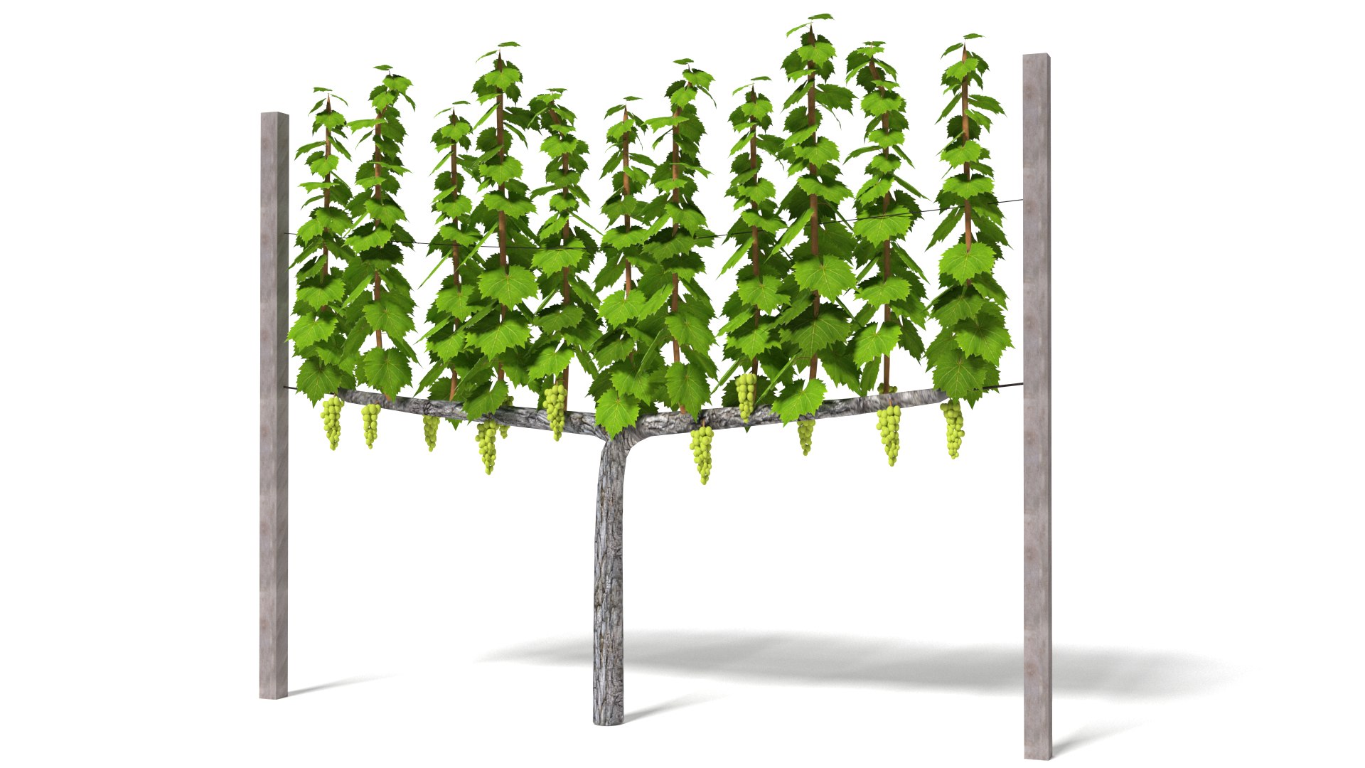 Vineyard 3D Model - TurboSquid 1790393